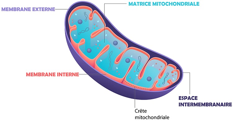 Les mitochondries, nos centrales énergétiques : de quoi ont-elles besoin ? - Nutrixeal Sport Info